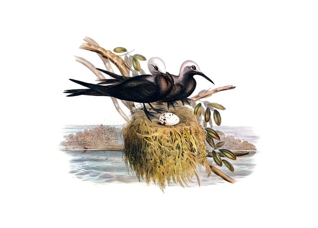 'Vintage Lesser Noddy Bird' Poster by Holy Rock Design | Displate