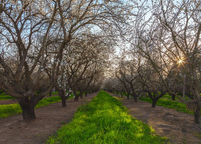 'Almond Field Morning ' Poster by Jonathan Nguyen | Displate