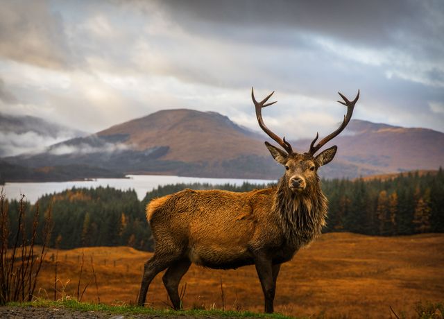 'Scottish Stag' Poster, picture, metal print, paint by World Class ...