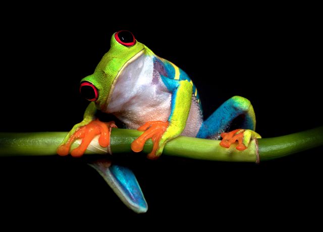 'Curiosity' Poster, picture, metal print, paint by World Class Photos ...