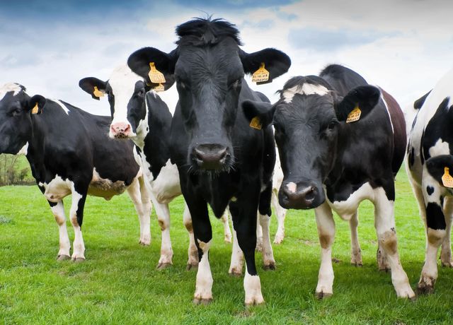 'Cow' Poster by JOHN TEAM | Displate