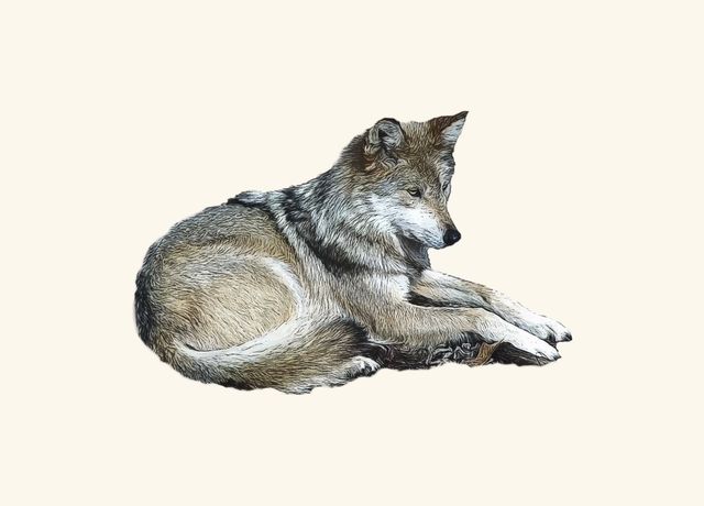 'Lying wolf' Poster by Gyula Gvardián | Displate