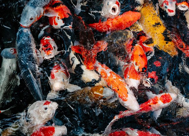 'Japanese carp' Poster by nicolas stempien lauff | Displate