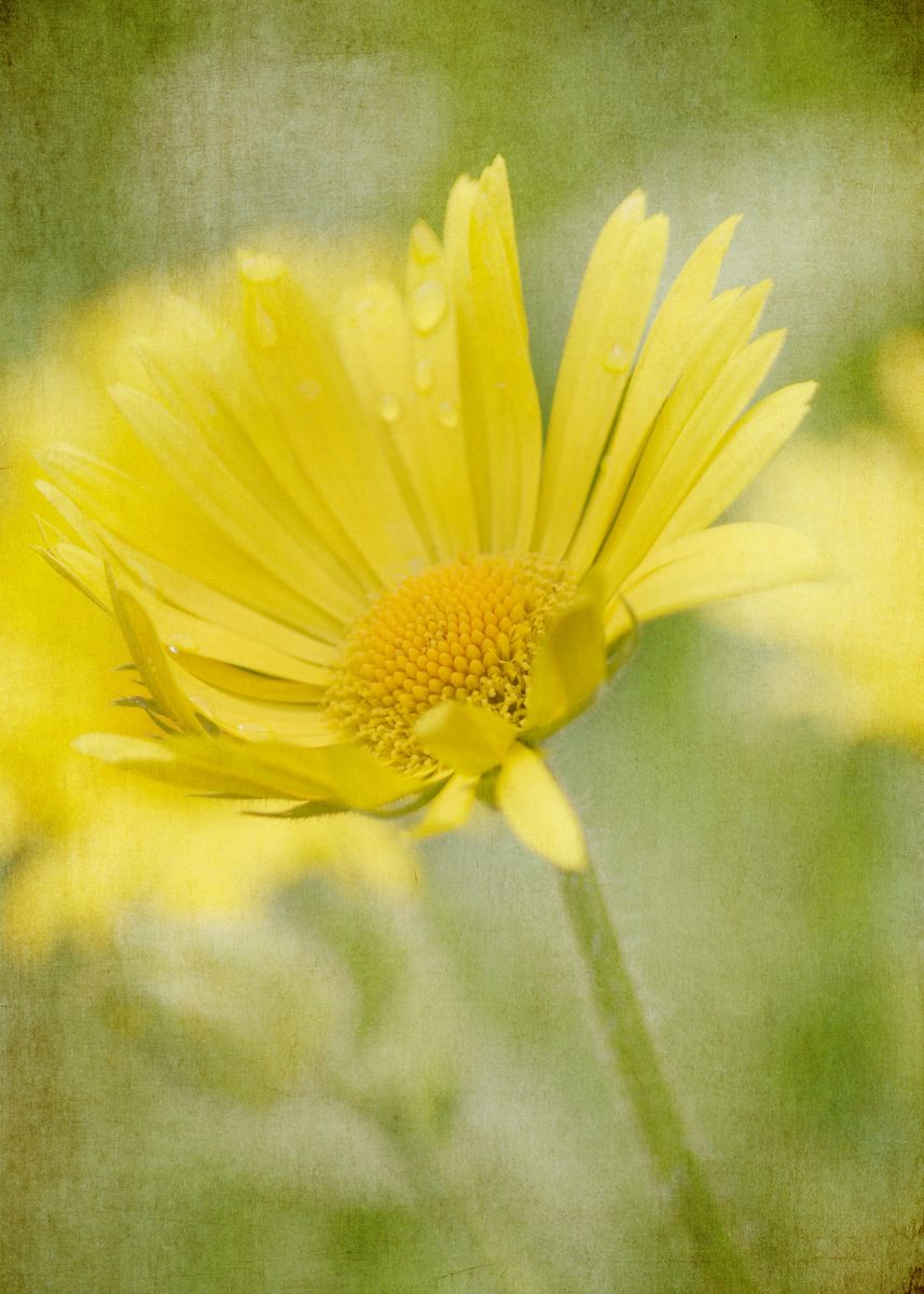 'Mellow Yellow' Poster, picture, metal print, paint by Linda Hoey ...