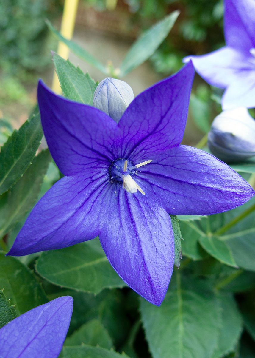 'A macro take of an indigo flower' Poster, picture, metal print, paint ...