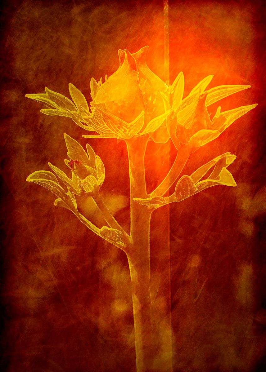 'Sunnyside Up Poppy (Romneya coulteri or Matilija poppy) ... ' Poster ...