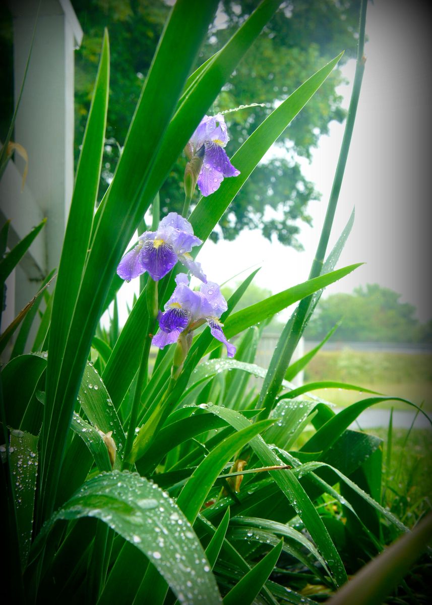 'A purple violet on a rainy day' Poster, picture, metal print, paint by ...
