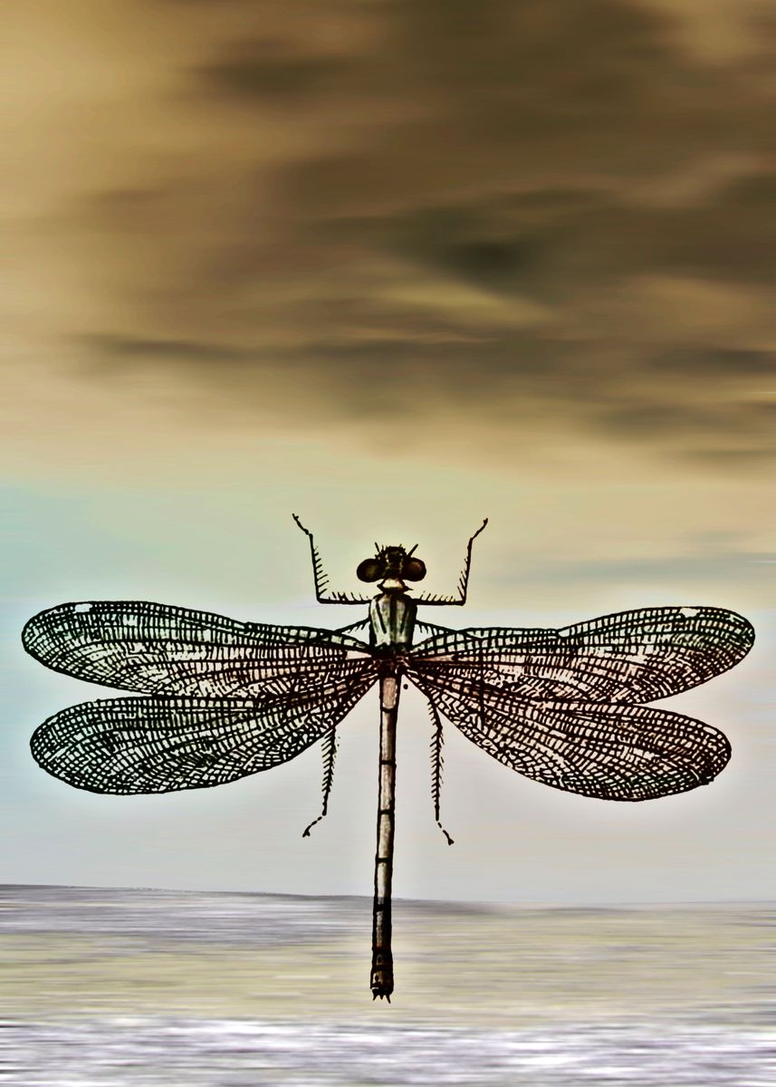 'DRAGONFLY ' Poster, picture, metal print, paint by Pia Schneider ...