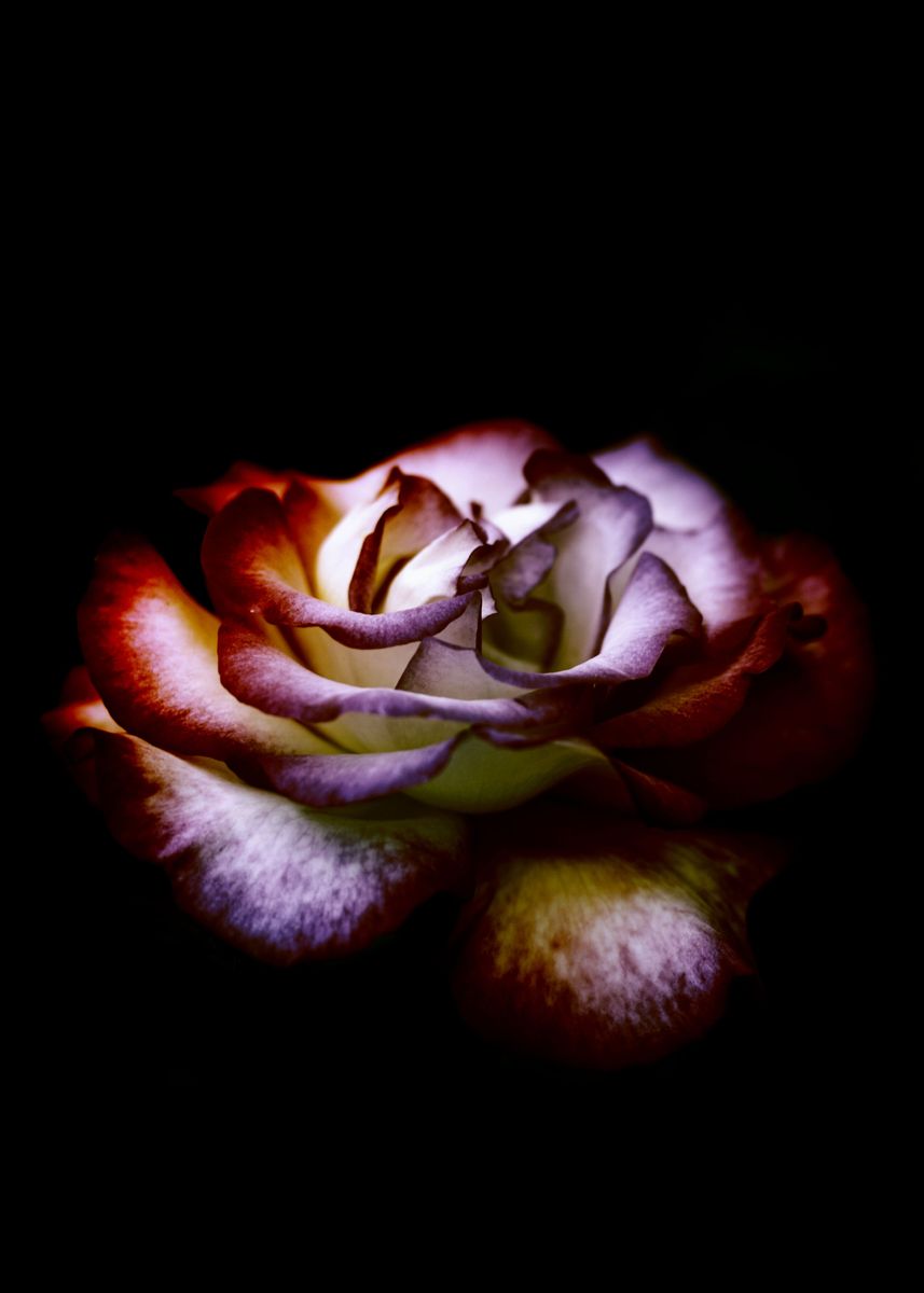 'colored photography of a simple Rose in my garden' Poster, picture ...