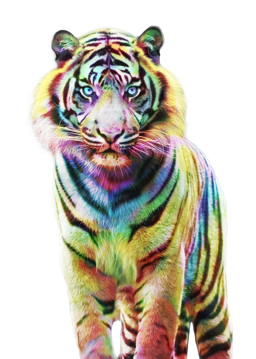 'The colorful tiger.' Poster by Julien KALTNECKER | Displate