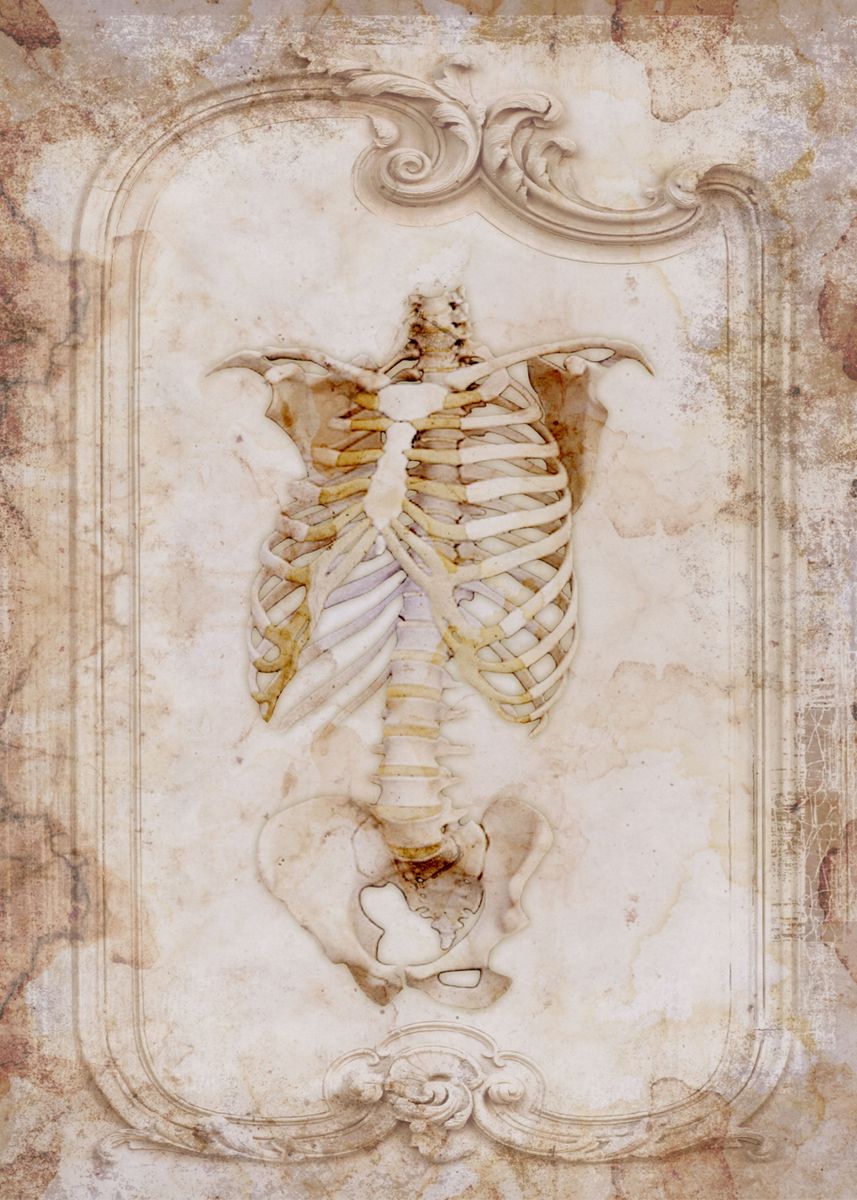 'Torso' Poster by Elizabeth Burton | Displate