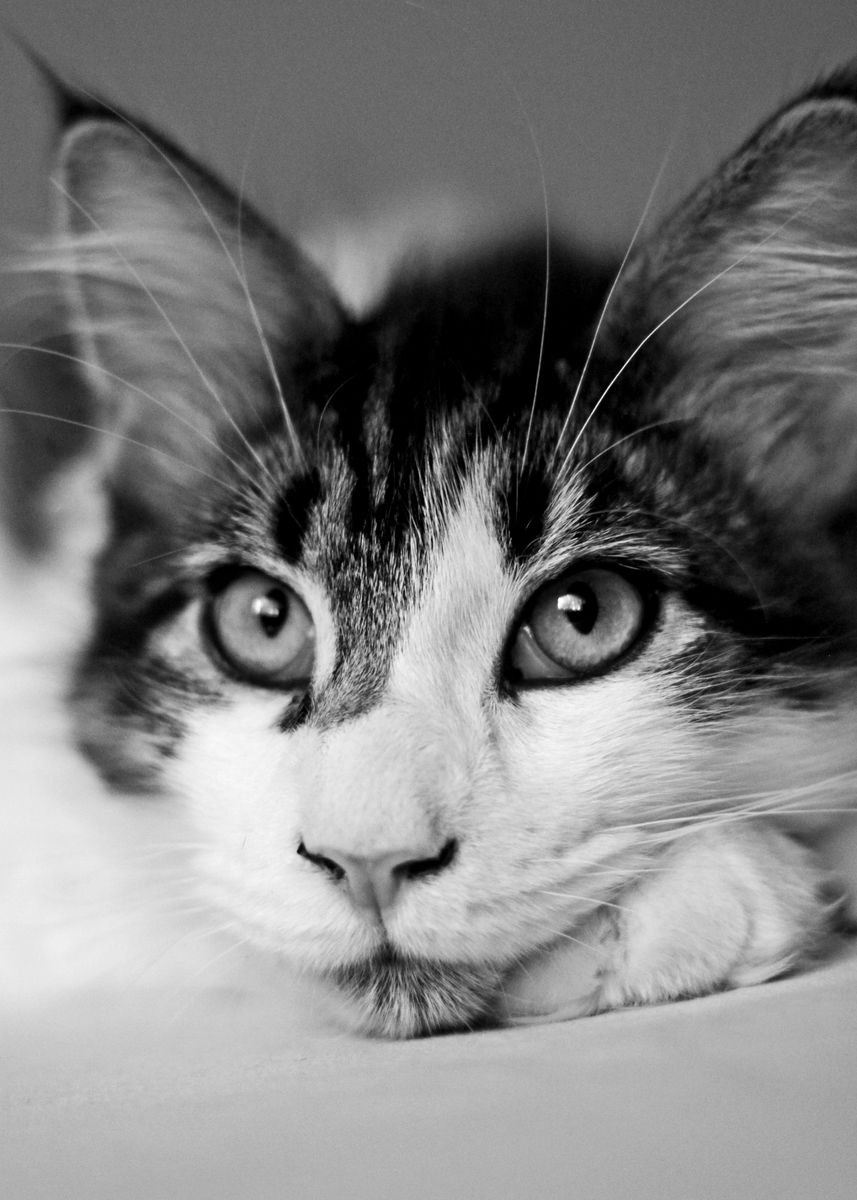 Merlin, the cat // A Maine Coon cat with 22 pounds ... ' Poster ...