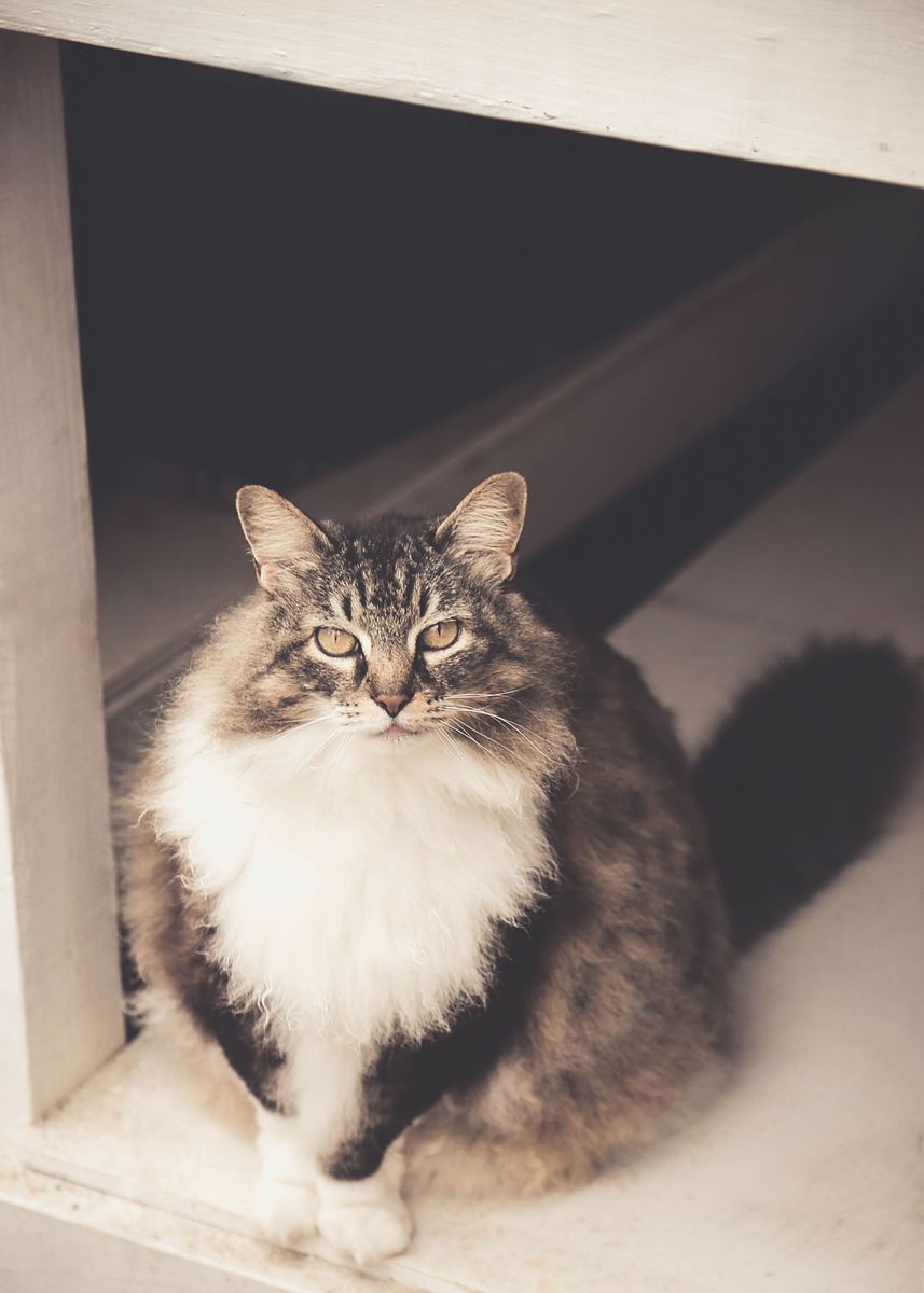 'Sitting Pretty...' Poster by Trish Mistric | Displate