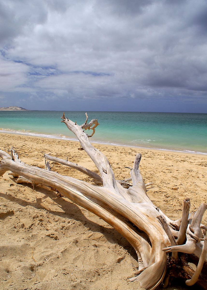 'Tropical Beach Driftwood' Poster, picture, metal print, paint by brian ...