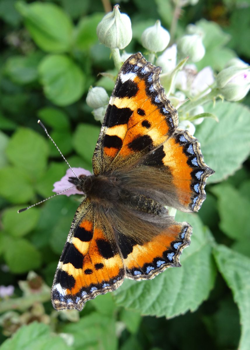 'A Small Tortoiseshell butterfly. Aglais urticae. Taken ... ' Poster ...