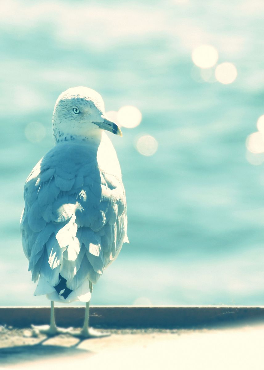 'HAPPY SEAGULL' Poster, picture, metal print, paint by Monika Strigel ...