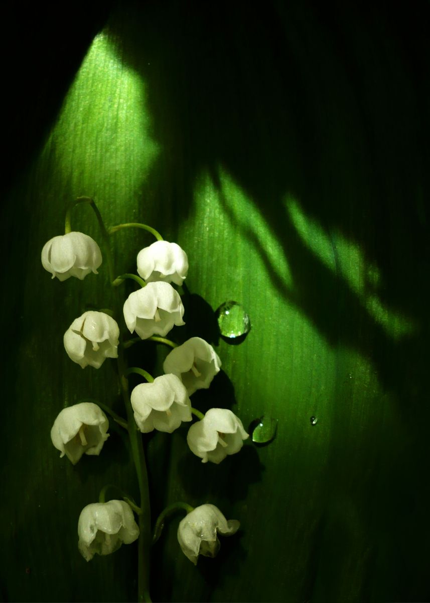 'Purity' Poster, picture, metal print, paint by Diana | Displate