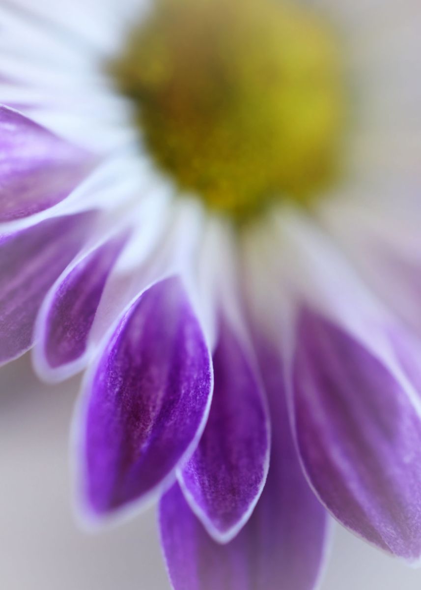 'daisy petals macro' Poster by brian raggatt | Displate