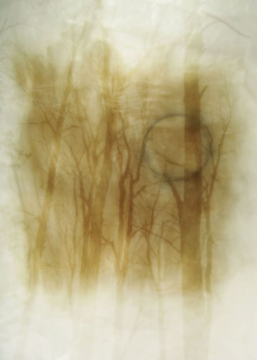 'Trees' Poster, picture, metal print, paint by Gregory James Wyrick ...