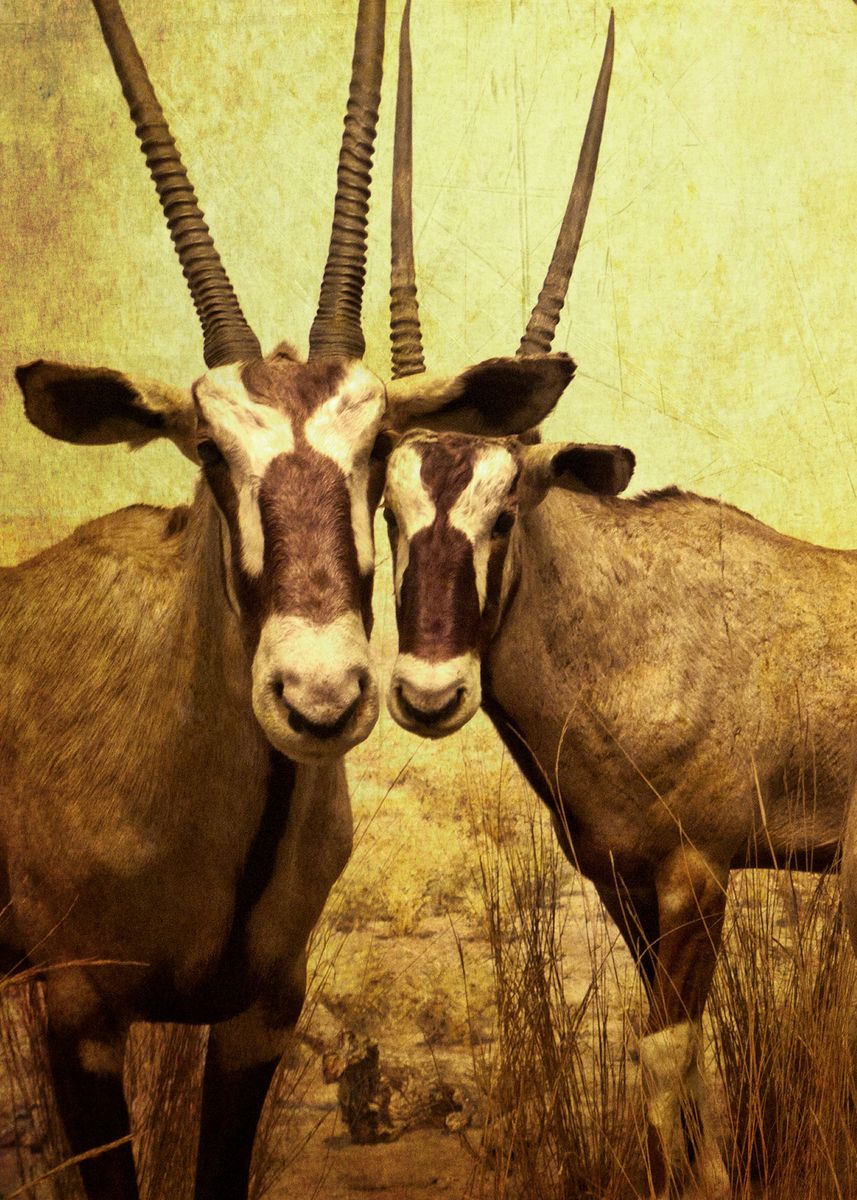 'Antelopes' Poster, picture, metal print, paint by Zena Zero | Displate