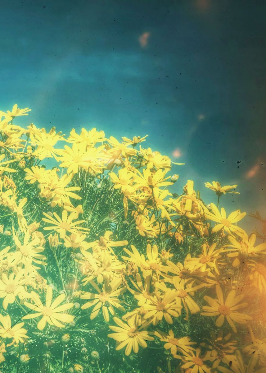 'Yellow Daisies' Poster, picture, metal print, paint by Victoria ...