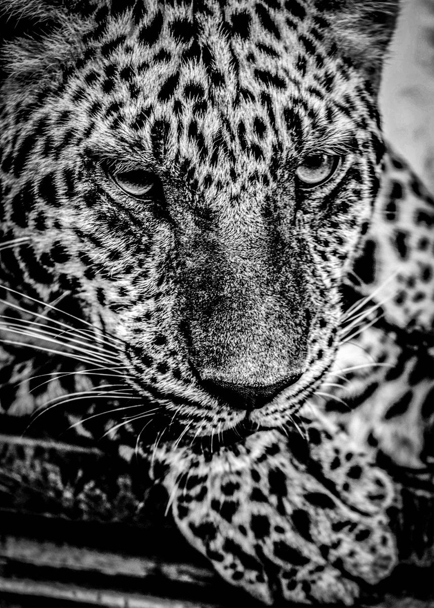 'Leopard Eyes II' Poster, picture, metal print, paint by Nooz Phlannel ...