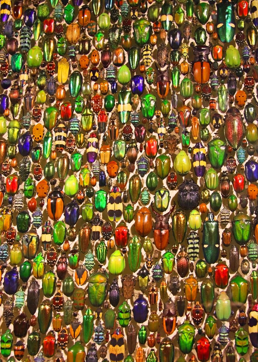 'Colorful Beetles and Bugs' Poster, picture, metal print, paint by ...