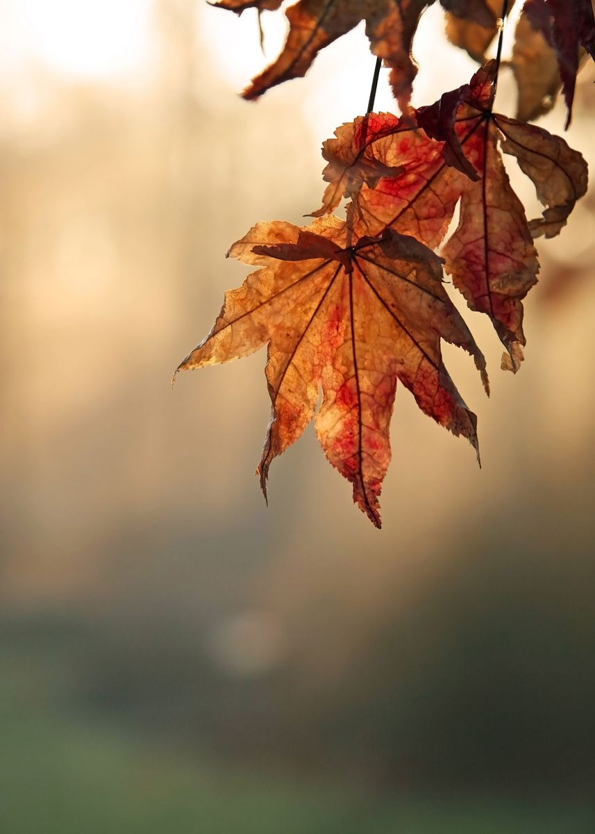 'Rust Brown Japanese Maple ' Poster, picture, metal print, paint by ...