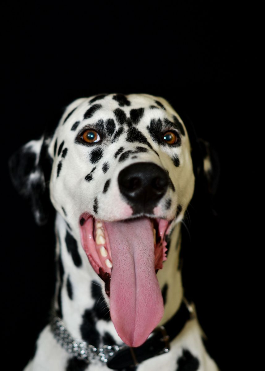 'Spot the dog' Poster by Ian Petrie | Displate