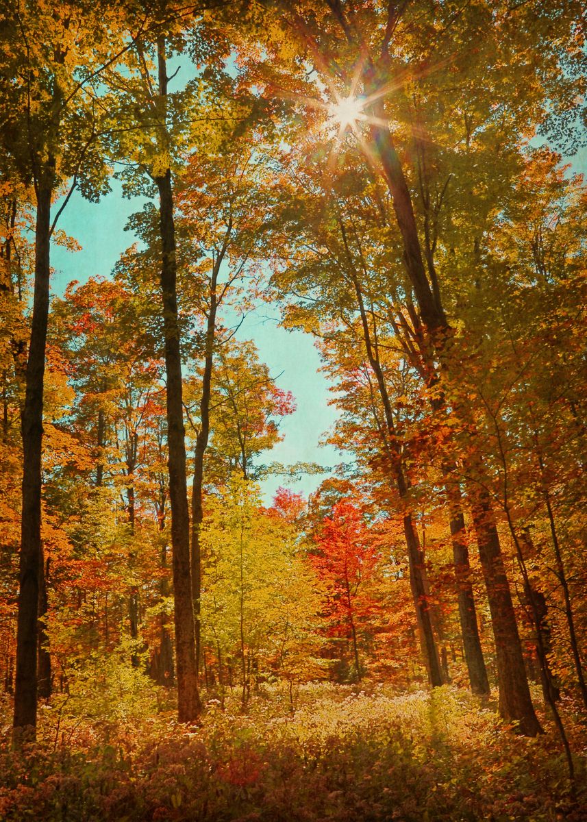 'Vibrant Fall Forest' Poster, picture, metal print, paint by Brooke T ...