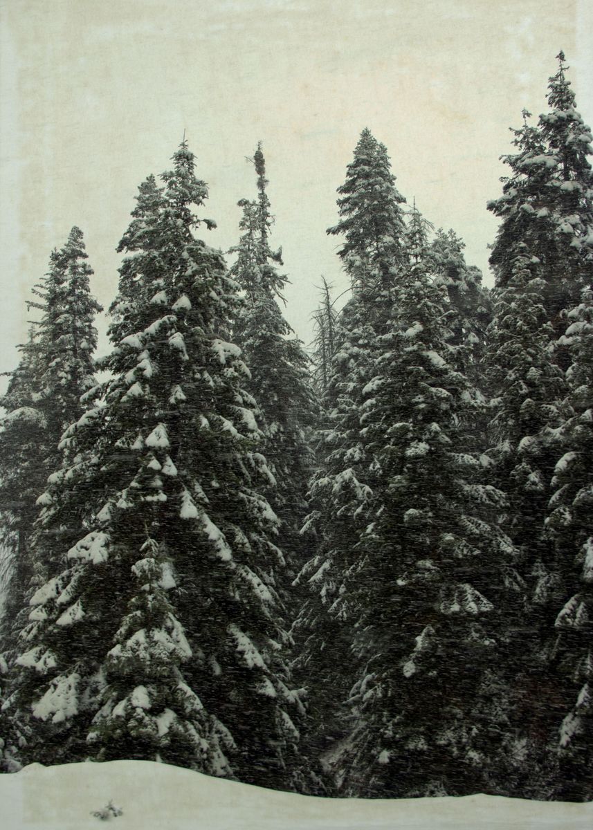 'First Snow' Poster, picture, metal print, paint by Shawn King | Displate