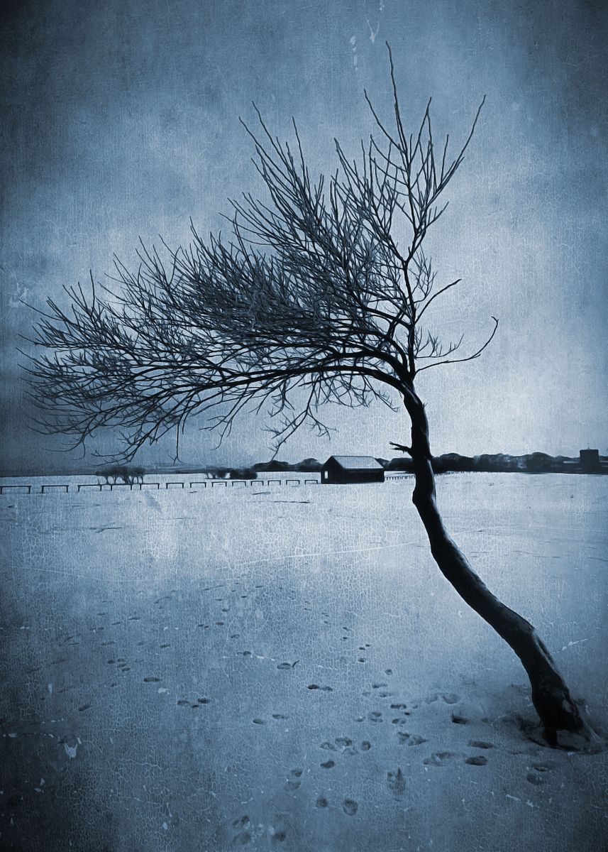 'Lonely Winter Tree' Poster, picture, metal print, paint by Svetlana ...