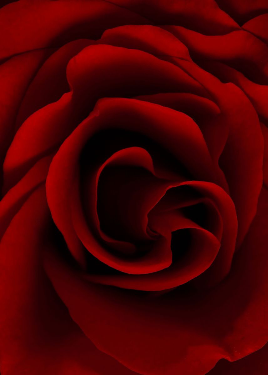 'The Rose' Poster by David Hughes | Displate