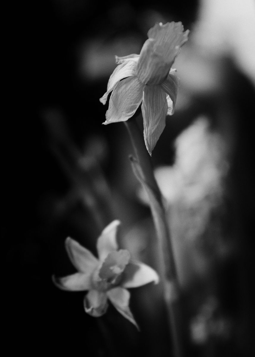 '2 DAFS' Poster, picture, metal print, paint by Scarlet James | Displate