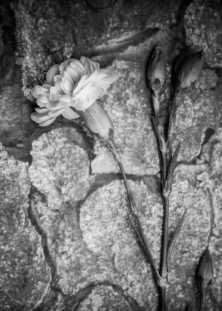 'Dying' Poster, picture, metal print, paint by Sean Wareing | Displate