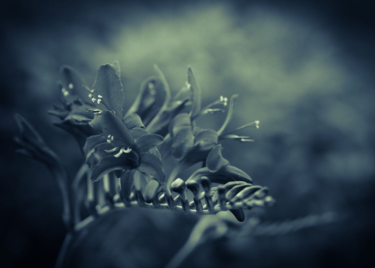 'Lilly' Poster by Sean Wareing | Displate