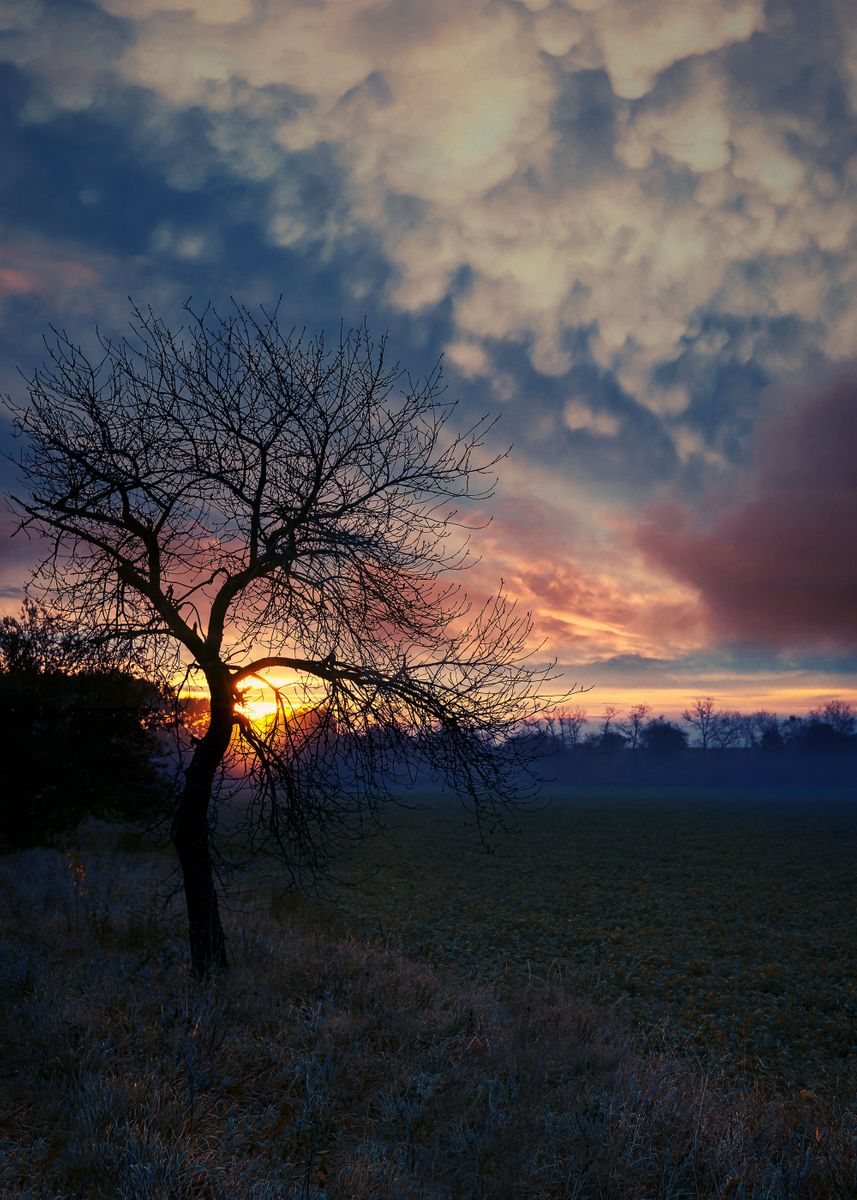 'The Sunrise Tree' Poster, picture, metal print, paint by Andrew ...