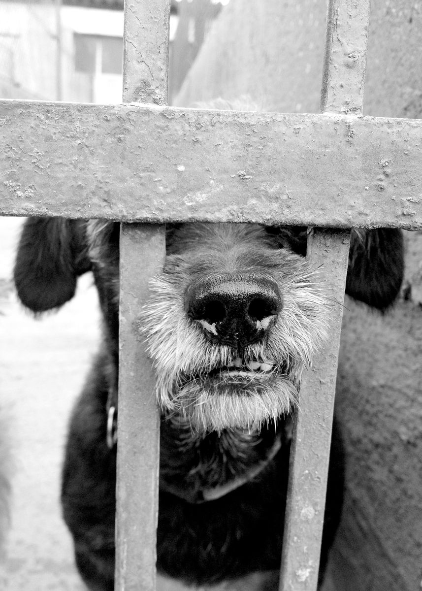 'dogs behind bars #1' Poster, picture, metal print, paint by Ziska ...