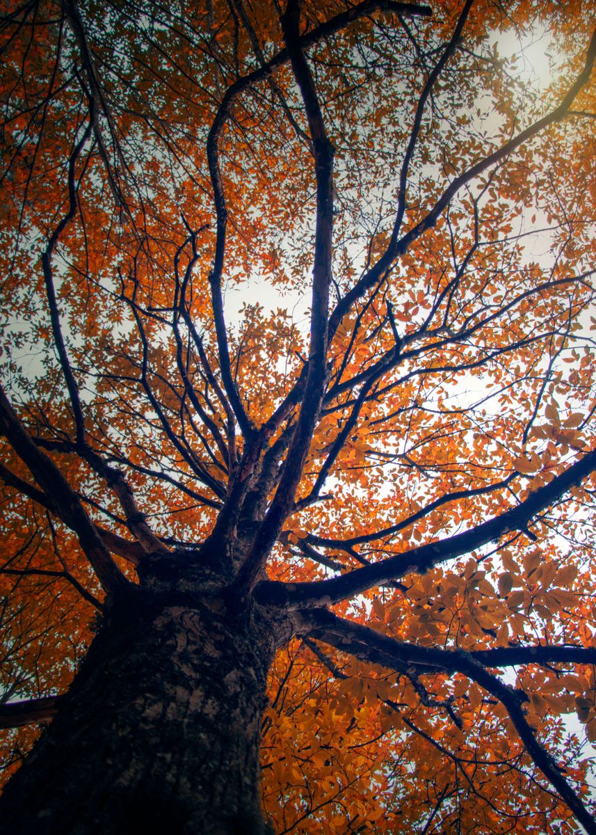 'The big tree' Poster by Daniel Jimenez | Displate