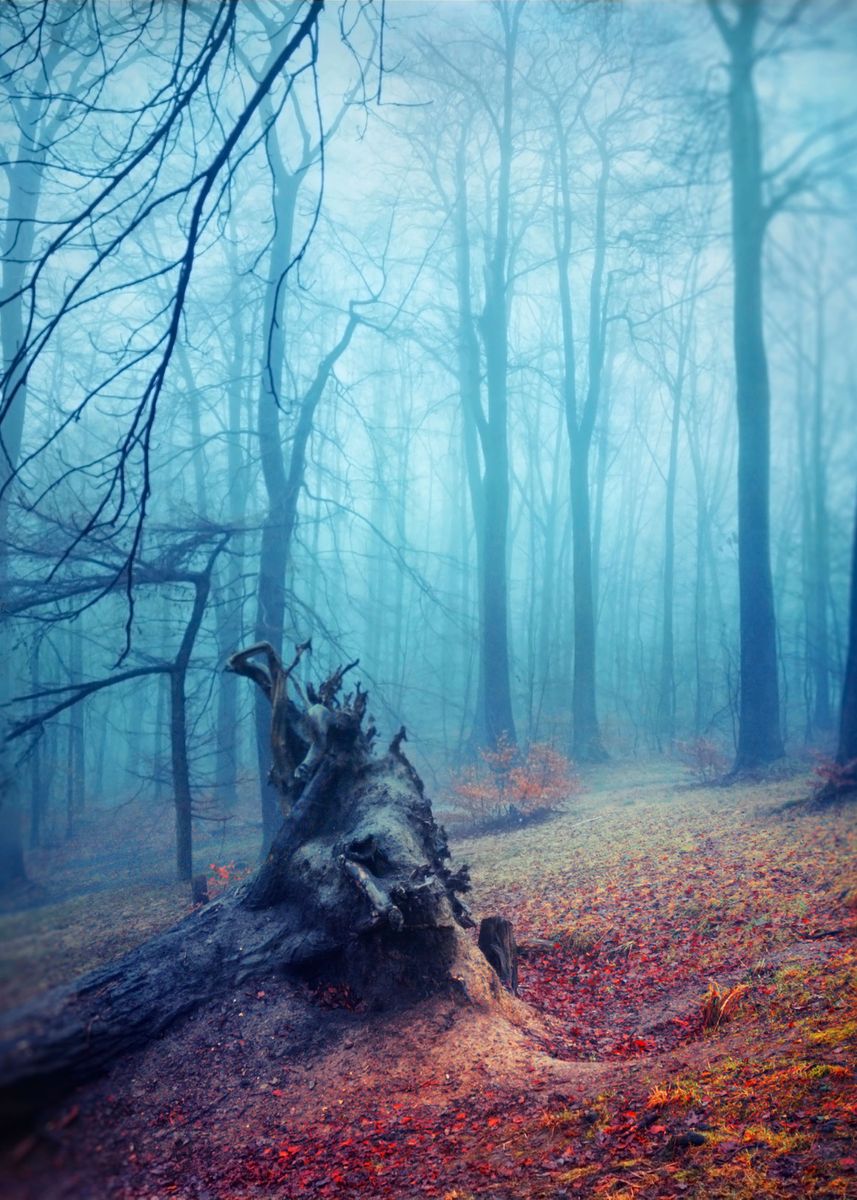 'Silent Sadness - roots of a fallen tree on a misty fall ... ' Poster ...
