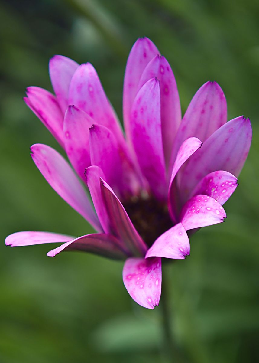 'Pink Flower' Poster by Svetlana Sewell | Displate