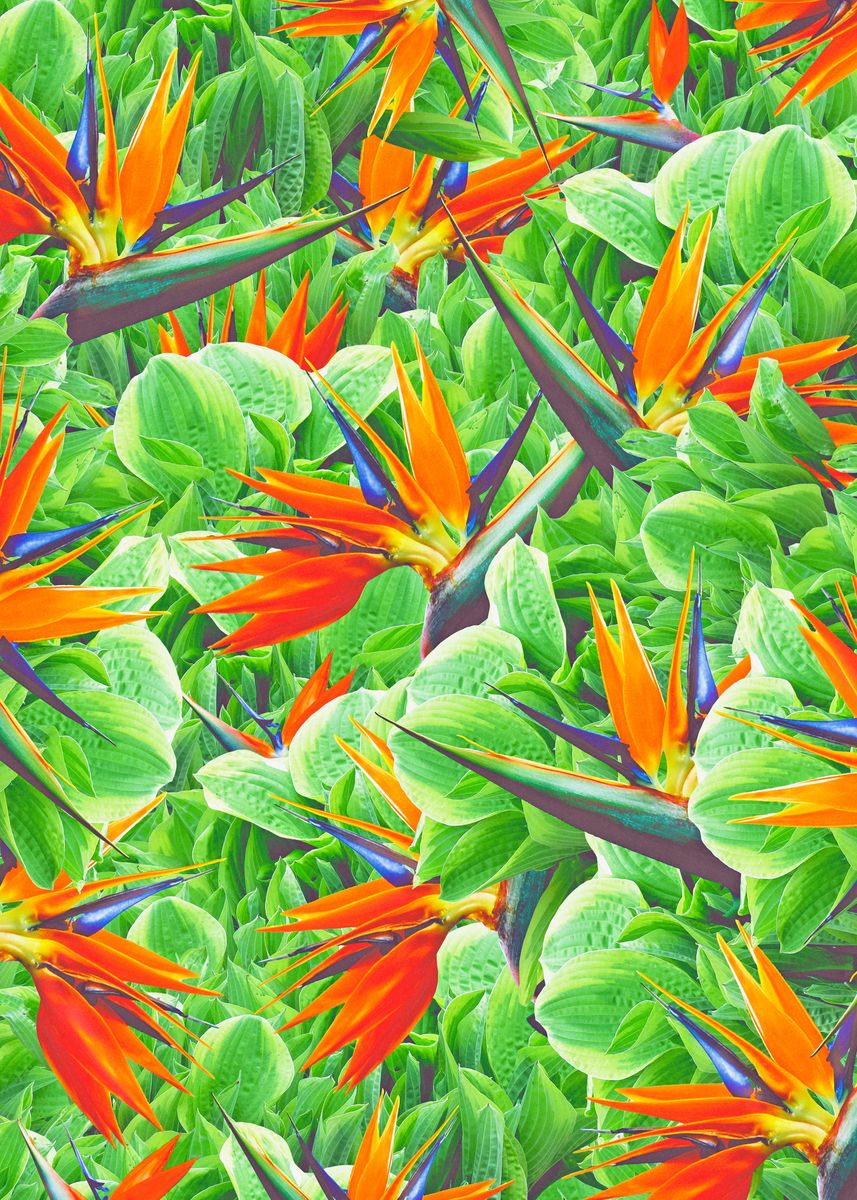 'Strelitzia' Poster, picture, metal print, paint by Eleaxart | Displate