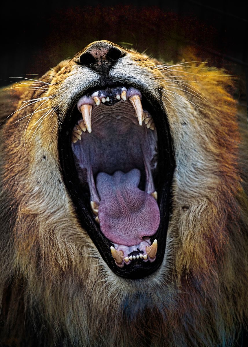 'A Royal Yawn' Poster, picture, metal print, paint by Chris Lord | Displate