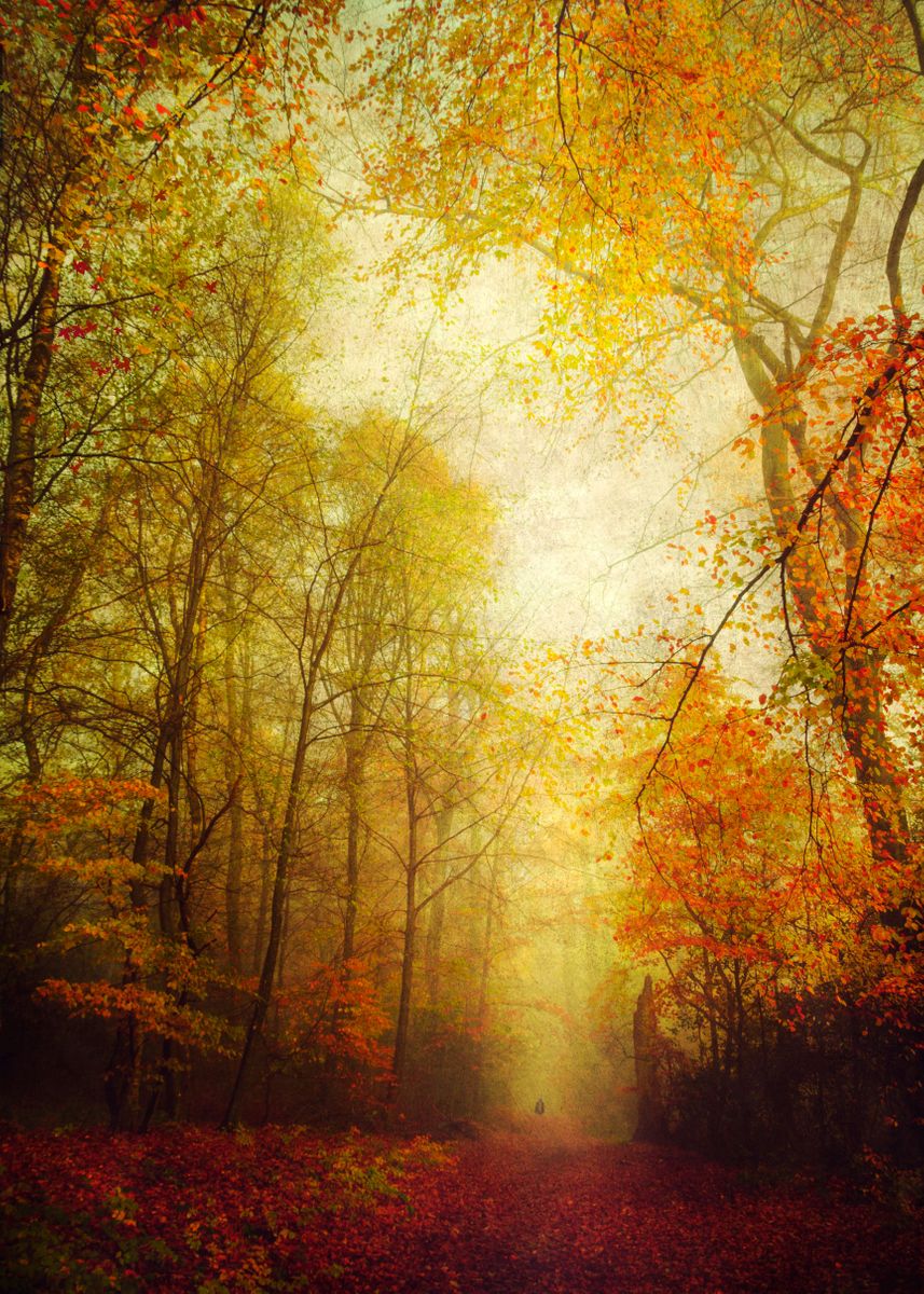 'Colorful forest in fall' Poster, picture, metal print, paint by Dirk ...