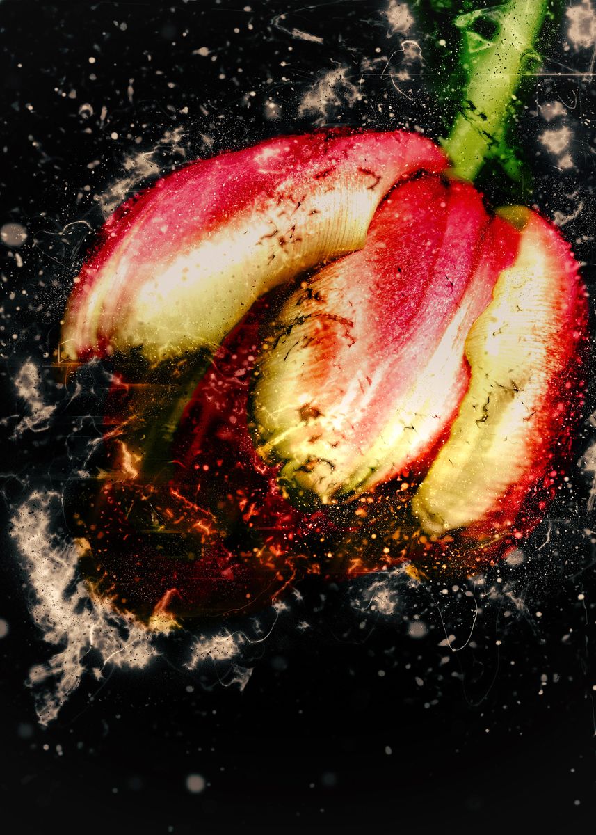 'a Tulip' Poster by Dagmar Giers | Displate