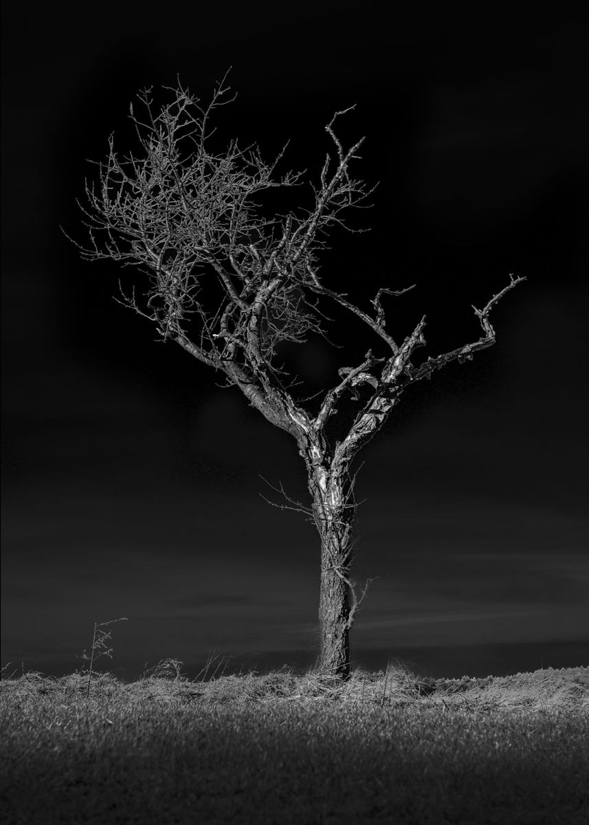 'The Black Tree' Poster, picture, metal print, paint by Andrew ...