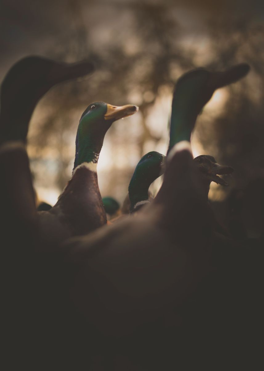 'Duck' Poster, picture, metal print, paint by Ulf Härstedt | Displate