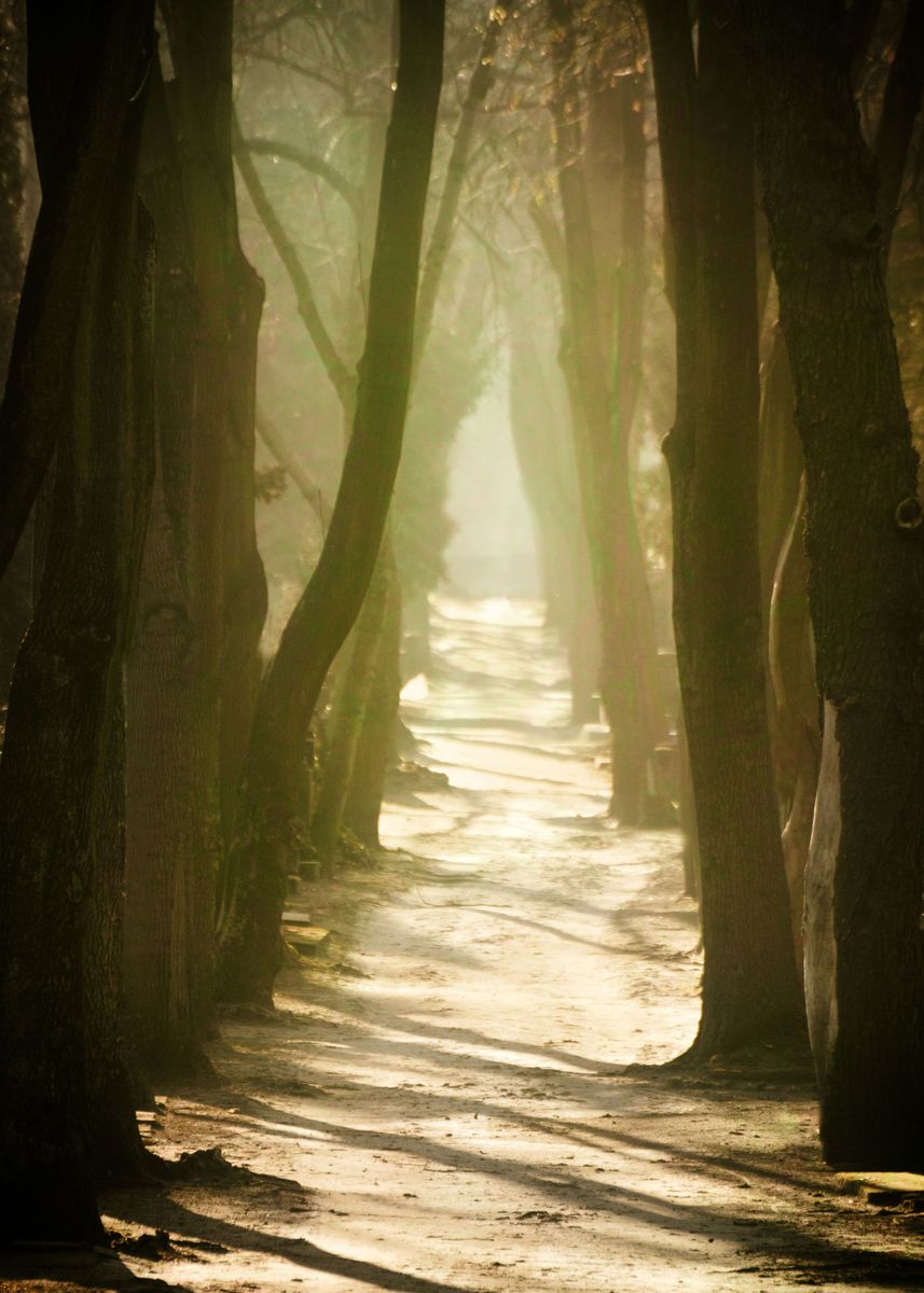 'Forgotten Path' Poster, picture, metal print, paint by Jaroslaw ...