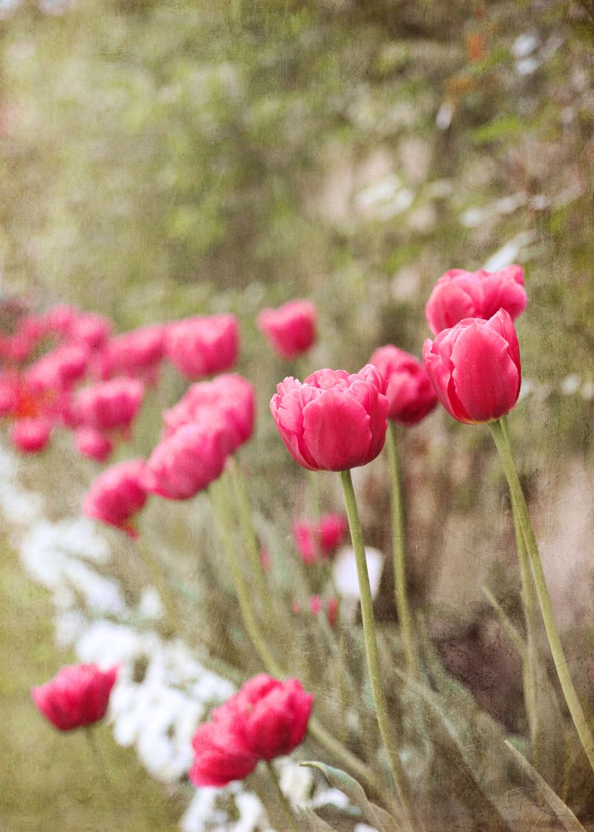 'Raspberry Pink and Green Tulip Flowers' Poster, picture, metal print ...