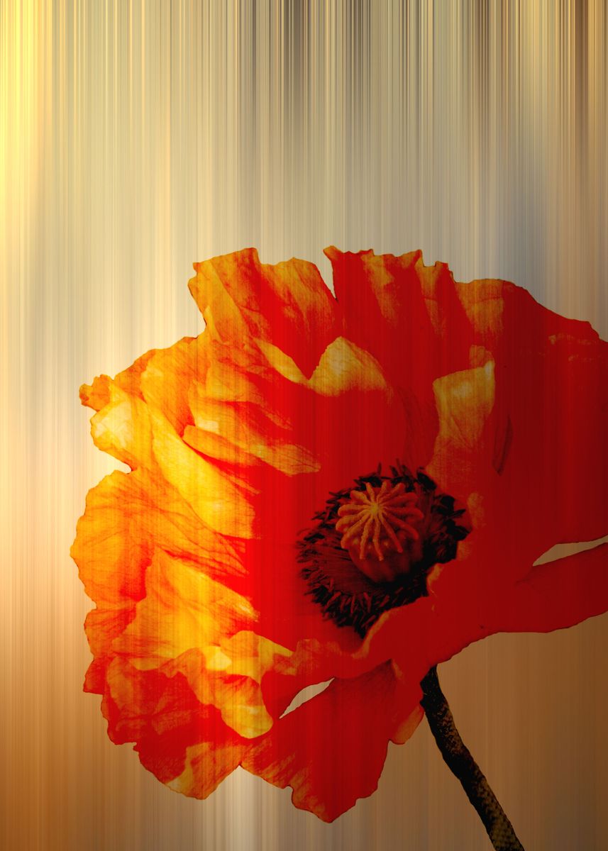 'Copper Poppy' Poster, picture, metal print, paint by Sharon Clarke ...